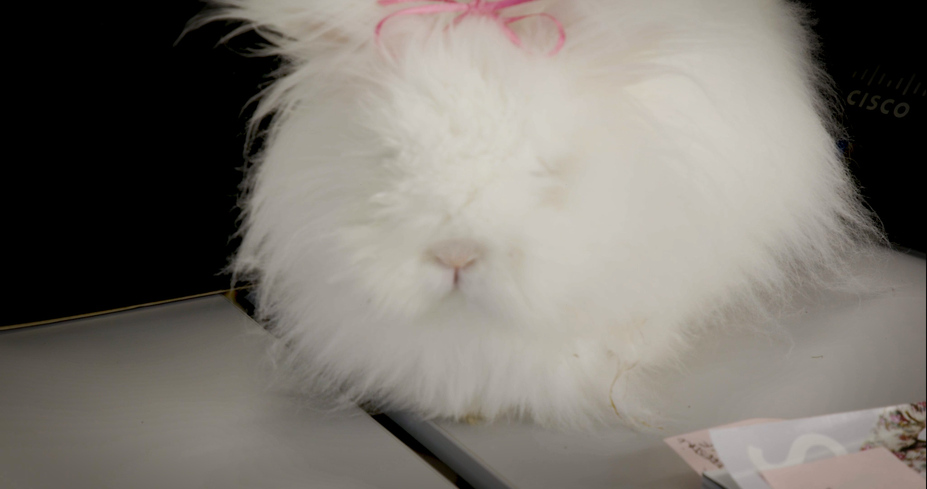 Bunz the Bunny inspires Nissan car designers